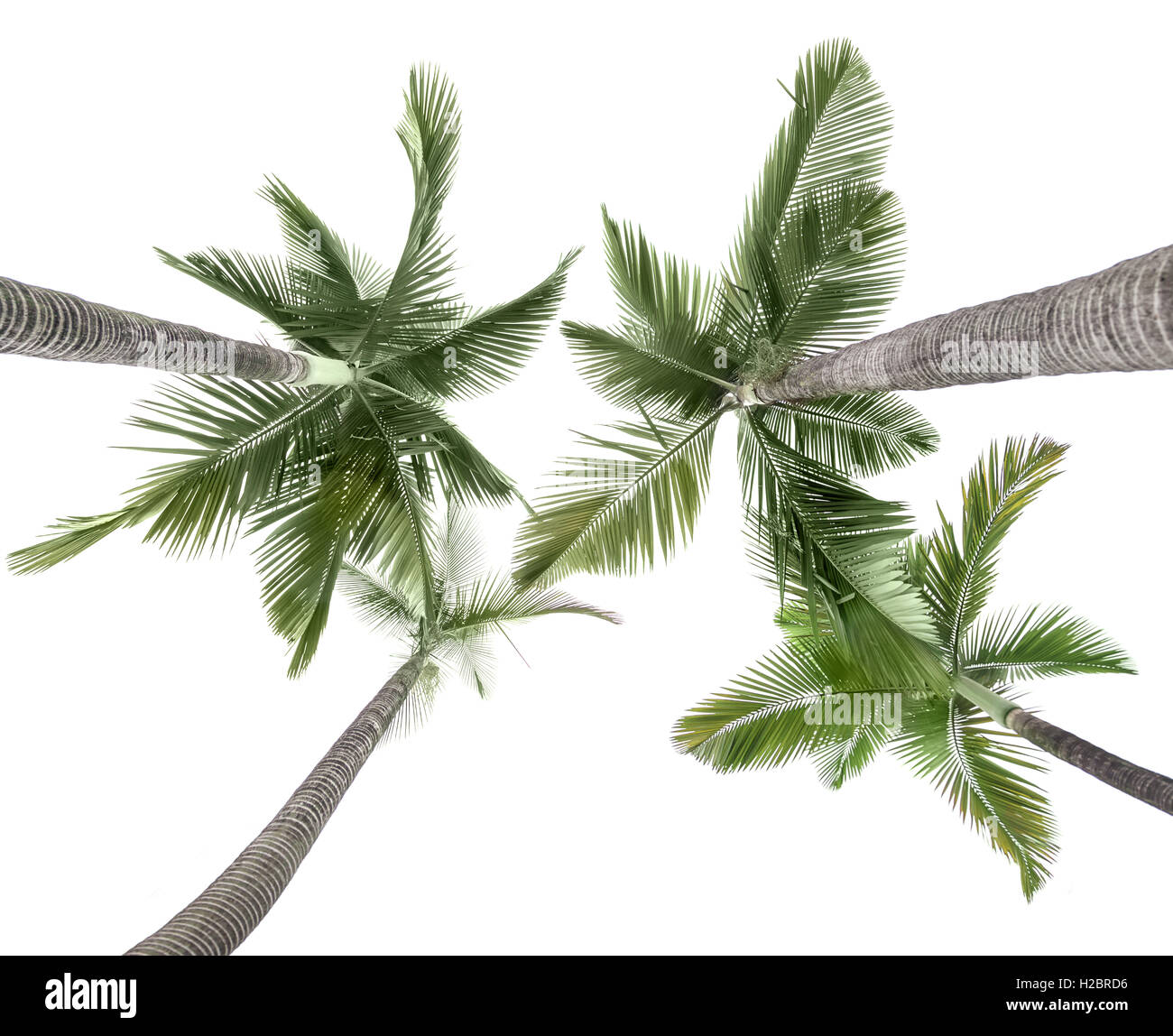 Plam trees isolated on the white background,this view looks upward from ...