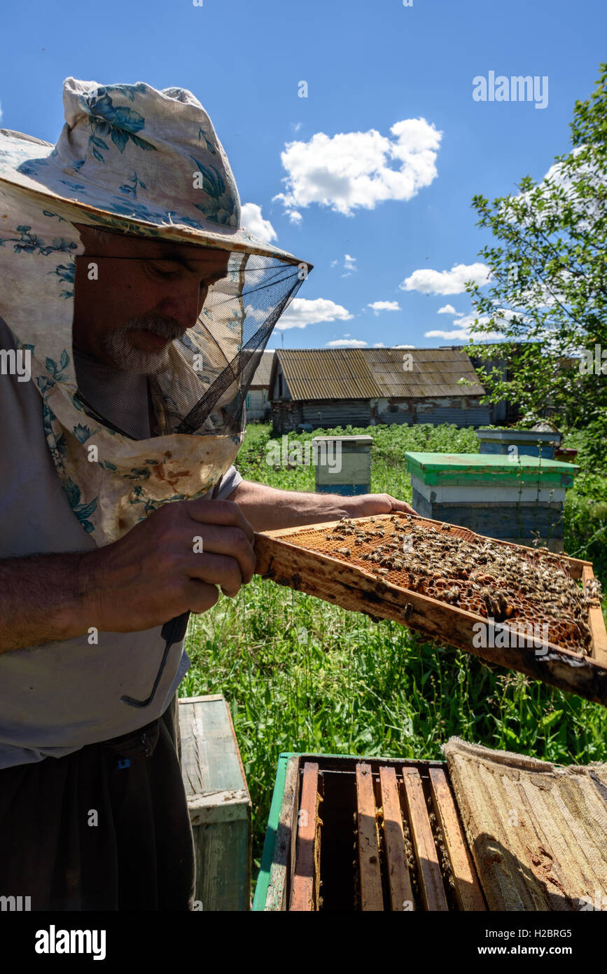 Beekeeper from a Russian Village inspects his bees with a clear blue ...