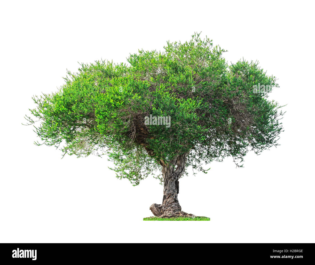 Old and Green big tree isolated on white background Stock Photo - Alamy