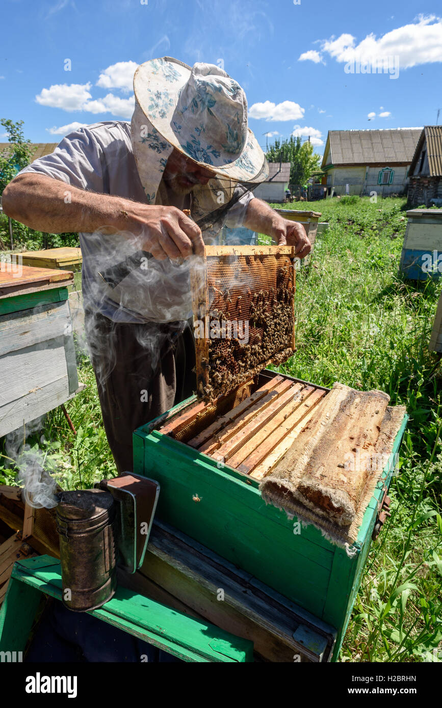 Beekeeper from a Russian Village inspects his bees with a clear blue ...