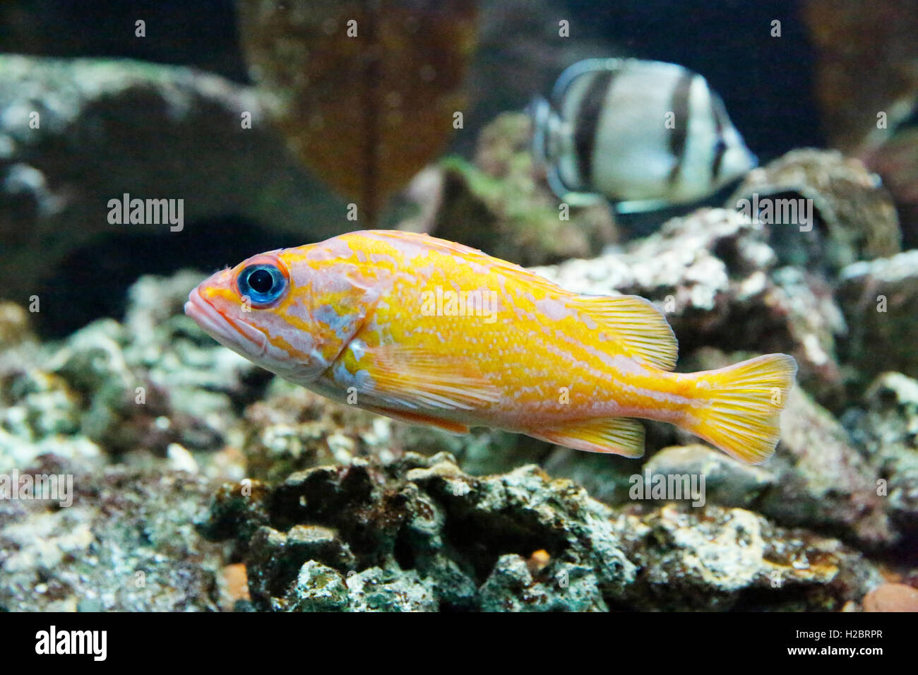 Rosy Rockfish (Sebastes rosaceus Stock Photo - Alamy
