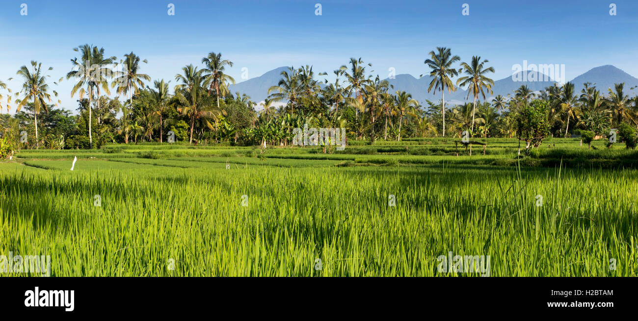 Indonesia, Bali, Susut, rice growing in fields wih western volcanoes ...