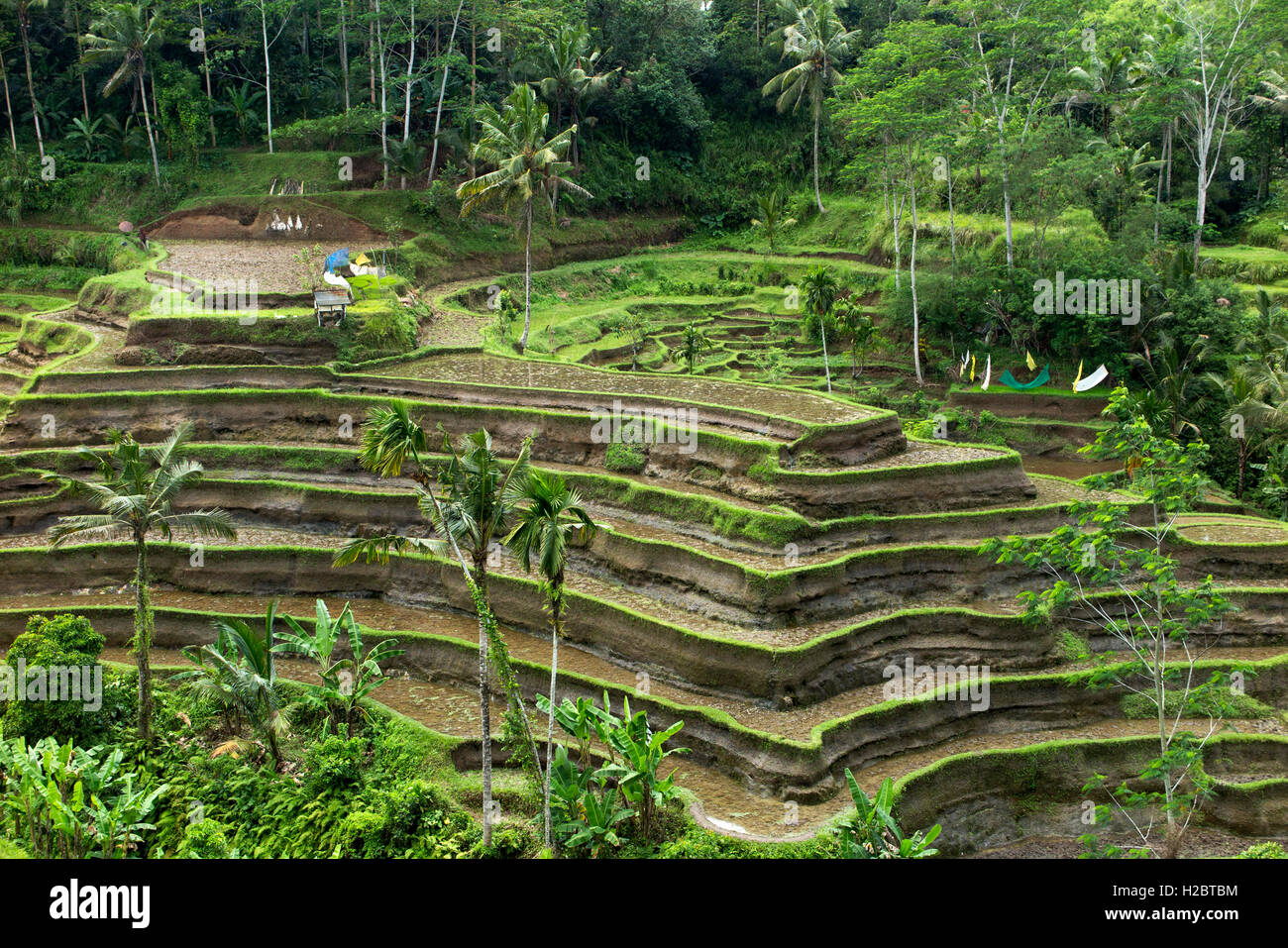 Indonesia, Bali, Tegallang, attractive rice terraces on steep hillside ...
