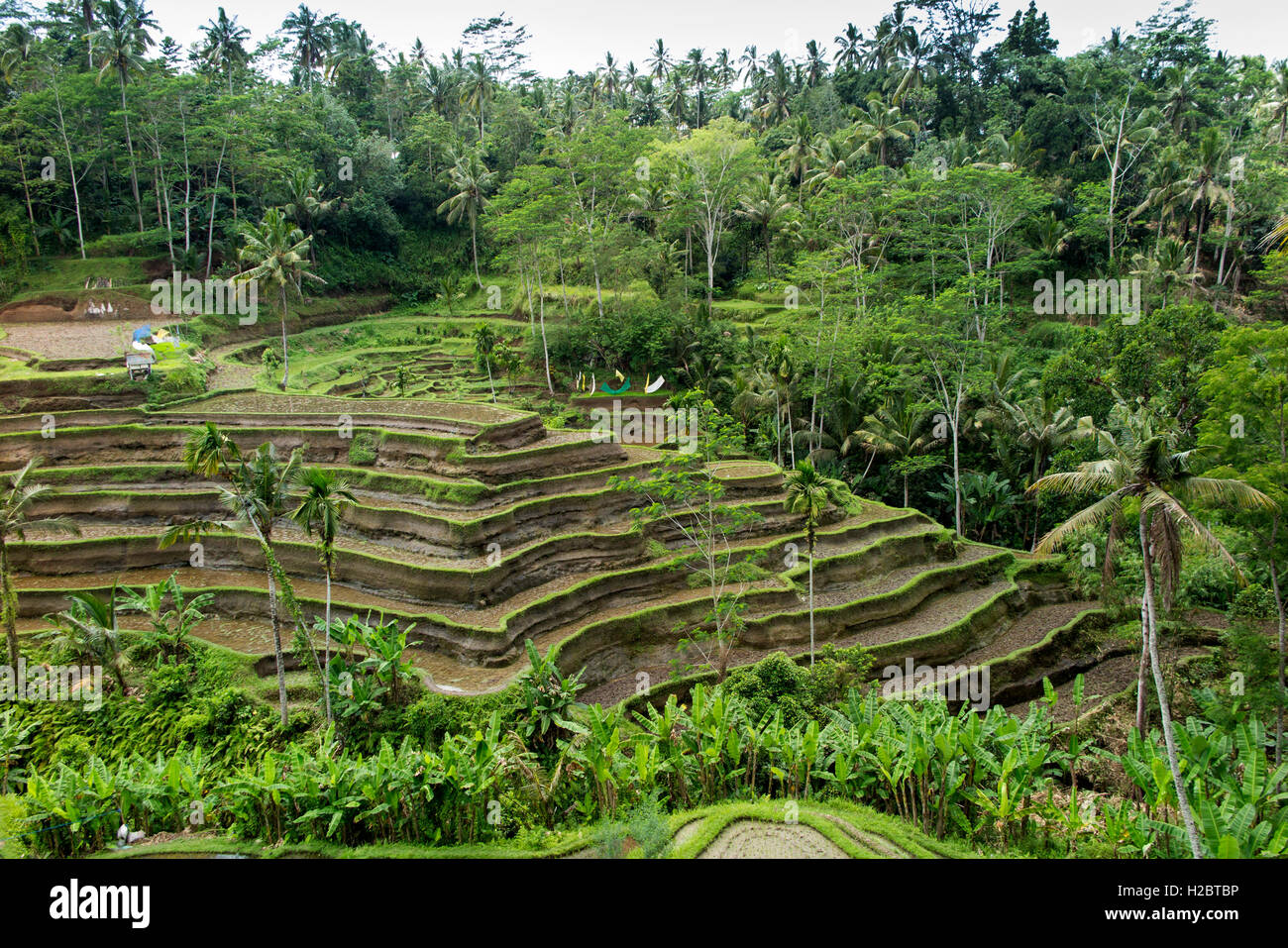 Rice terraces on bali hi-res stock photography and images - Alamy