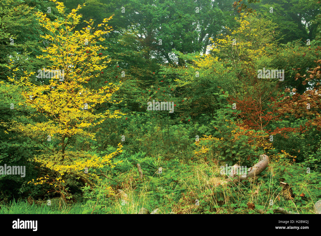 Glasgow cathkin braes park hi-res stock photography and images - Alamy