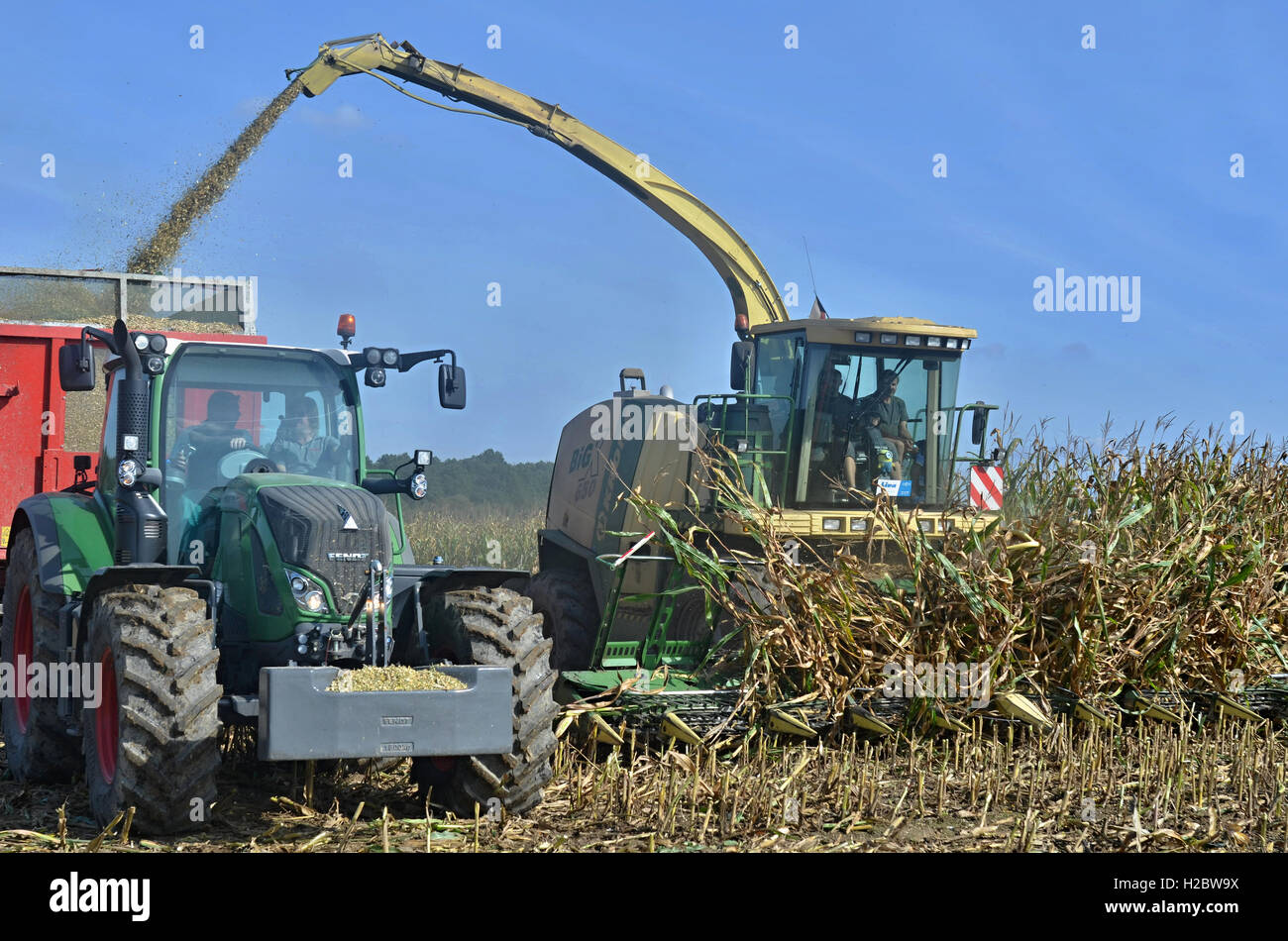 corn for silage, fodder, harvest Stock Photo - Alamy