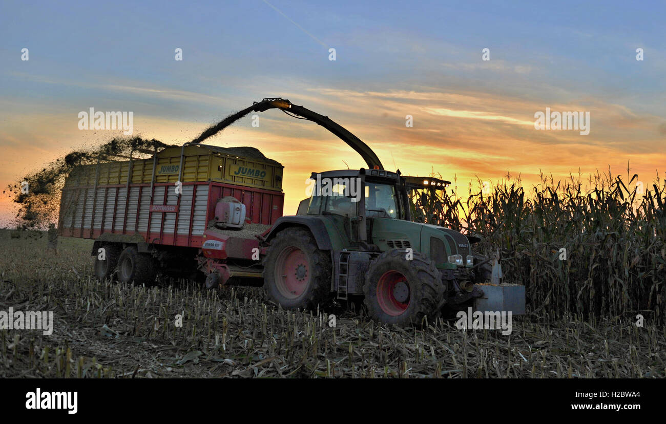 corn for silage, fodder, harvest Stock Photo - Alamy