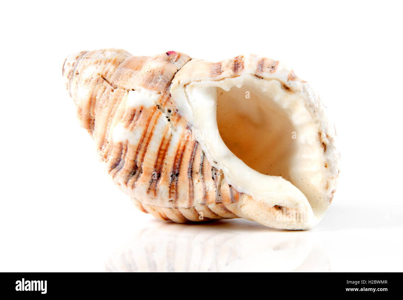 big shell isolated over white Stock Photo - Alamy