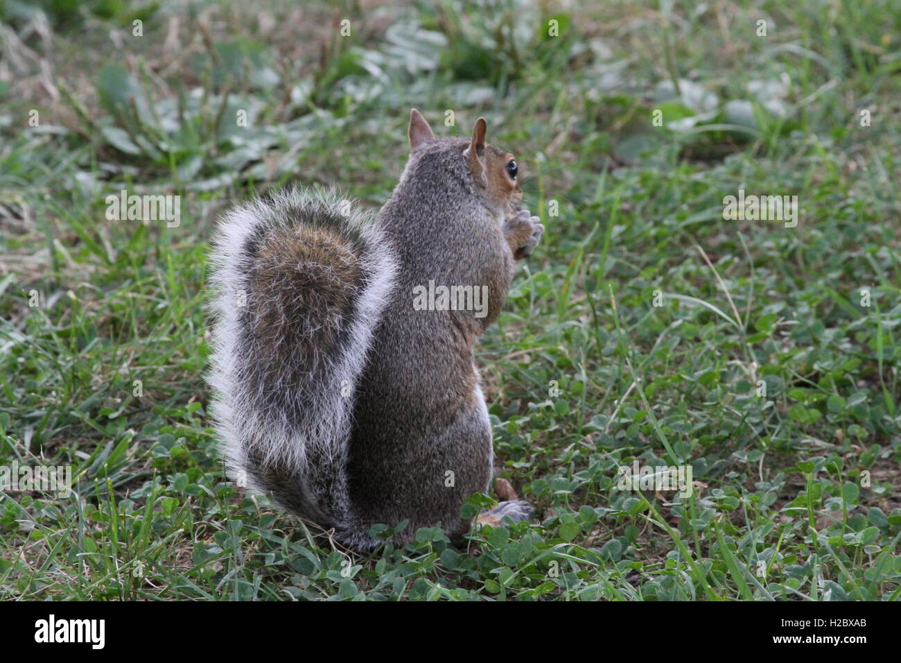 Random squirrel eating Stock Photo - Alamy