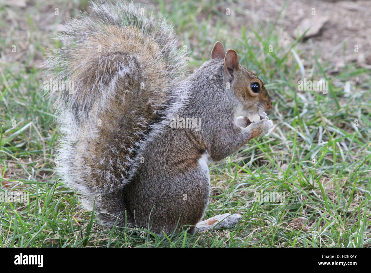 African Pygmy Squirrel