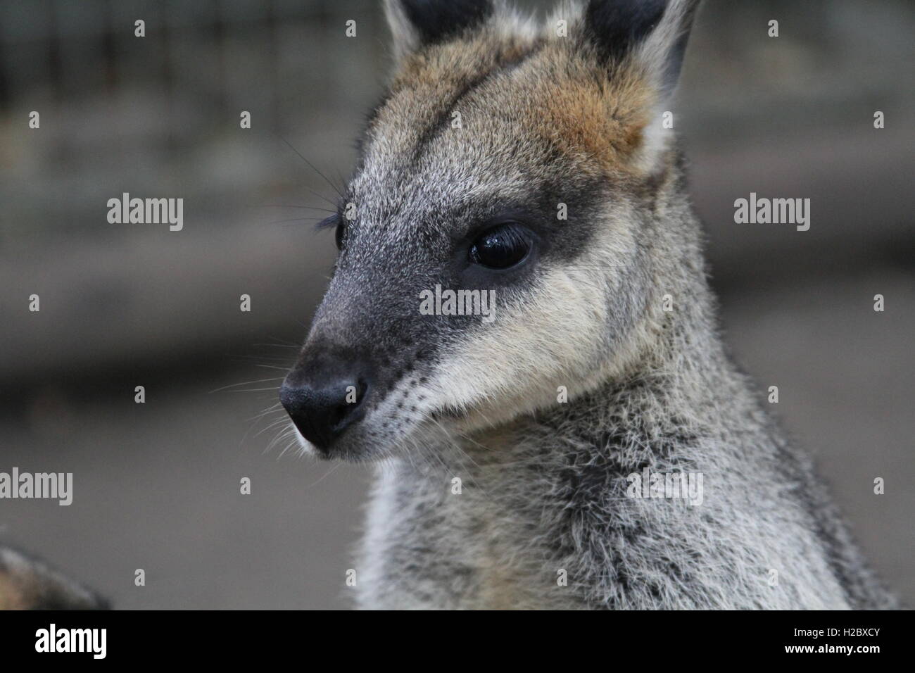 Kangaroo cousin hi-res stock photography and images - Alamy