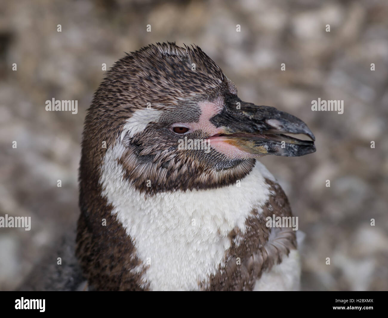 Sick penguin hi-res stock photography and images - Alamy