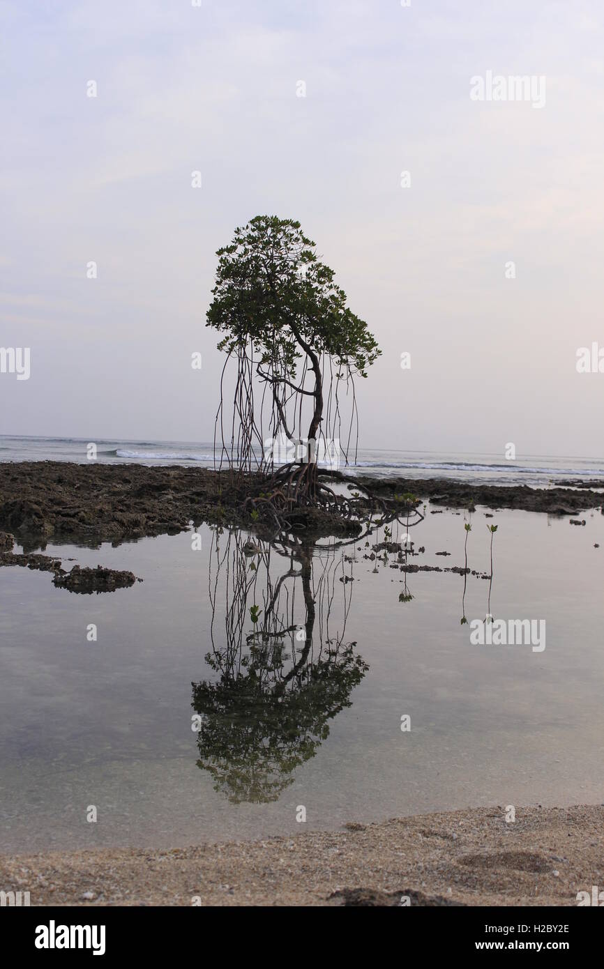 Mangrove tree next of the sea with its reflection in the salt water ...