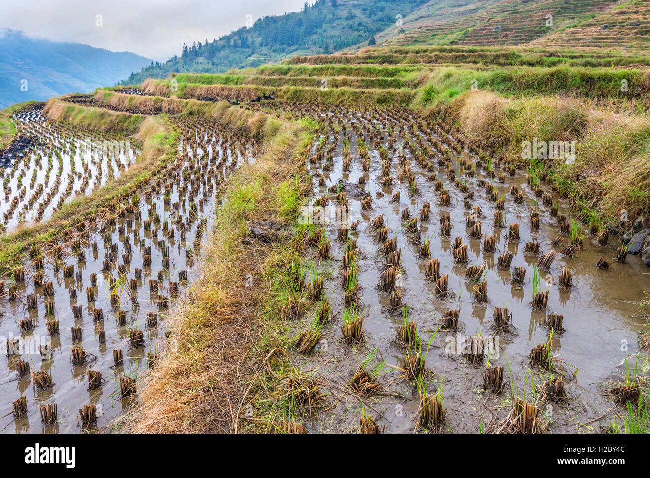Terraced paddy field hi-res stock photography and images - Alamy