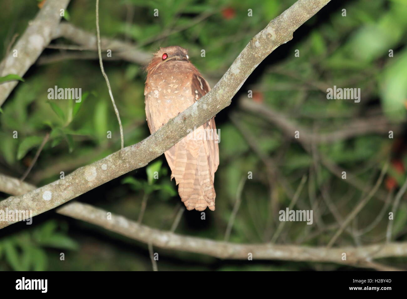 Dulit Frogmouth (Batrachostomus harterti) in Borneo Stock Photo - Alamy
