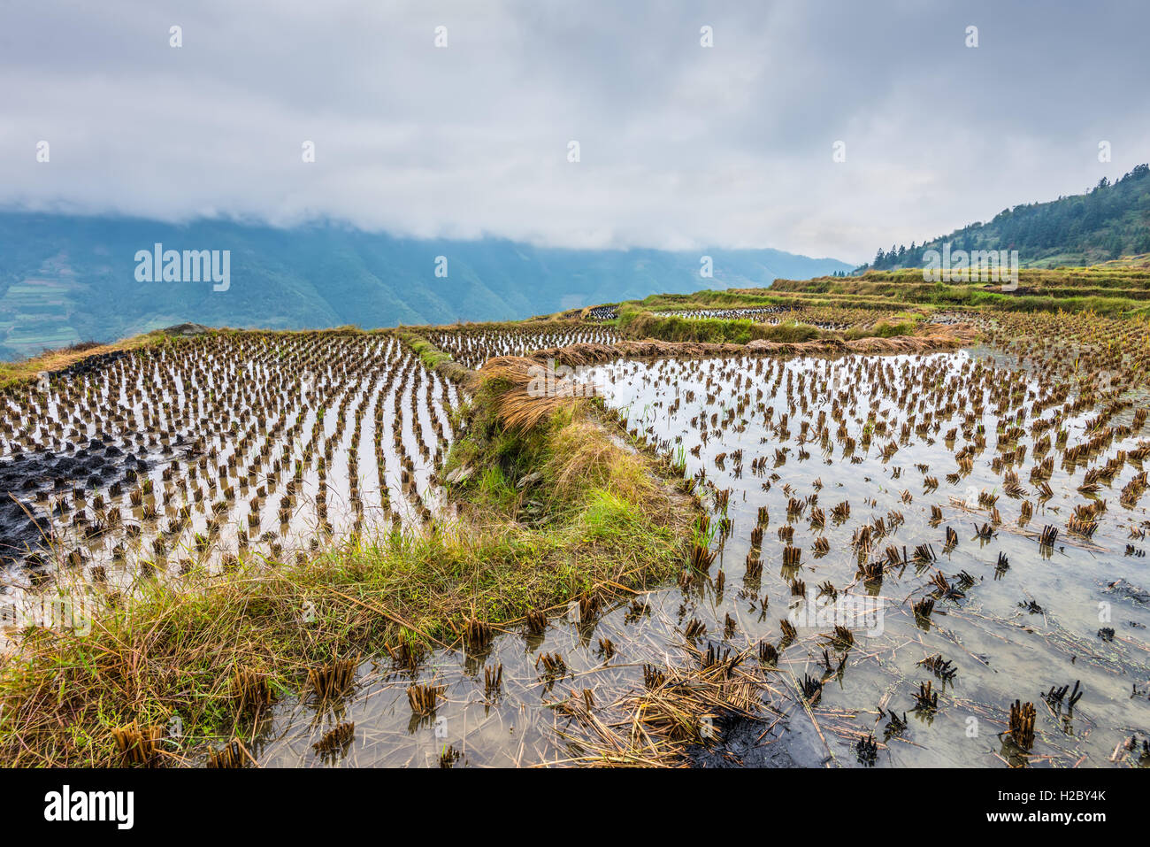 Terraced paddy field hi-res stock photography and images - Alamy