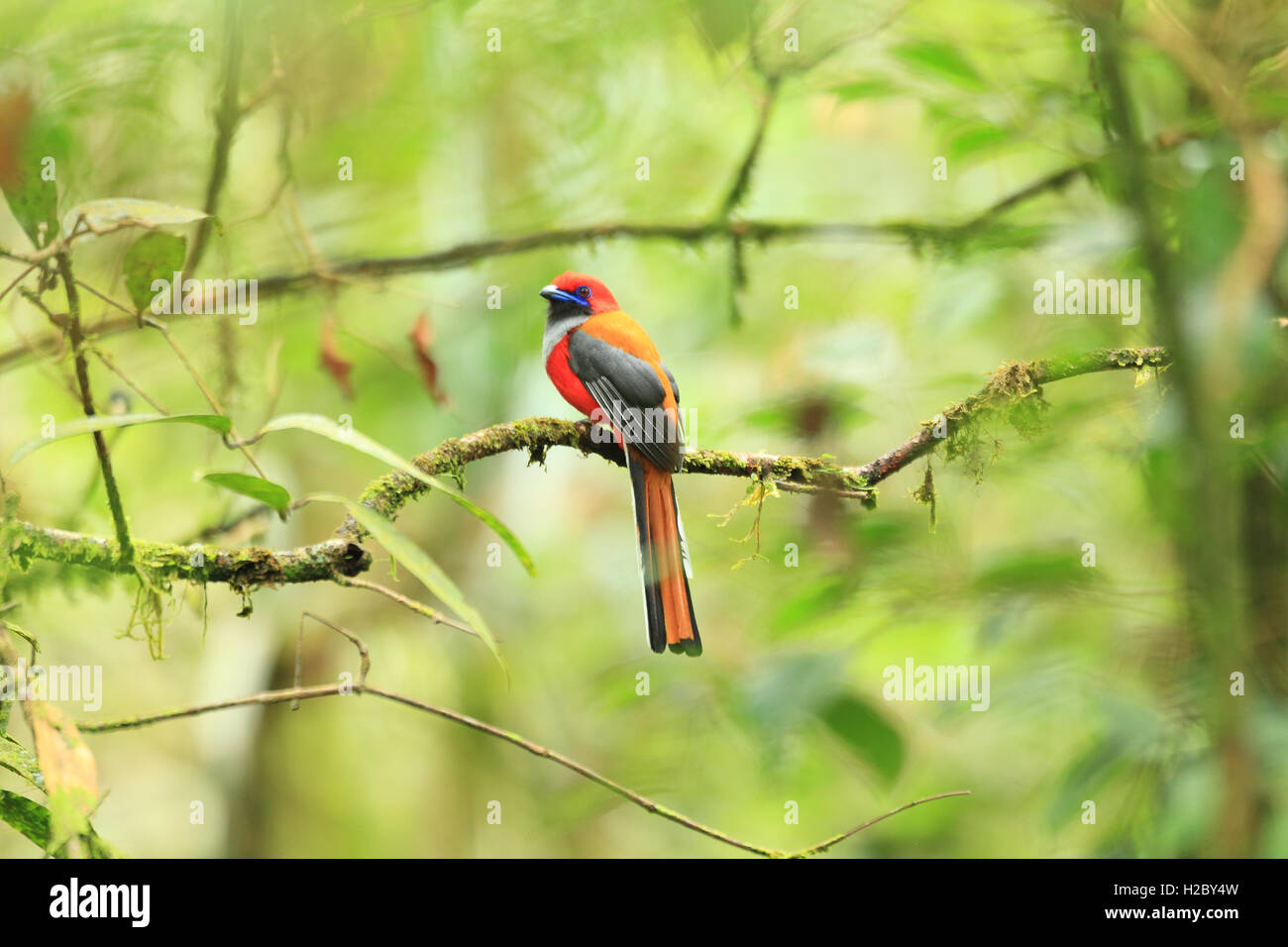 Whitehead's trogon hi-res stock photography and images - Alamy