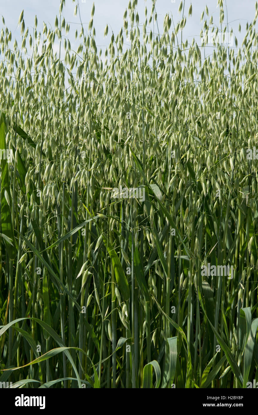 Ear cropping hi-res stock photography and images - Alamy