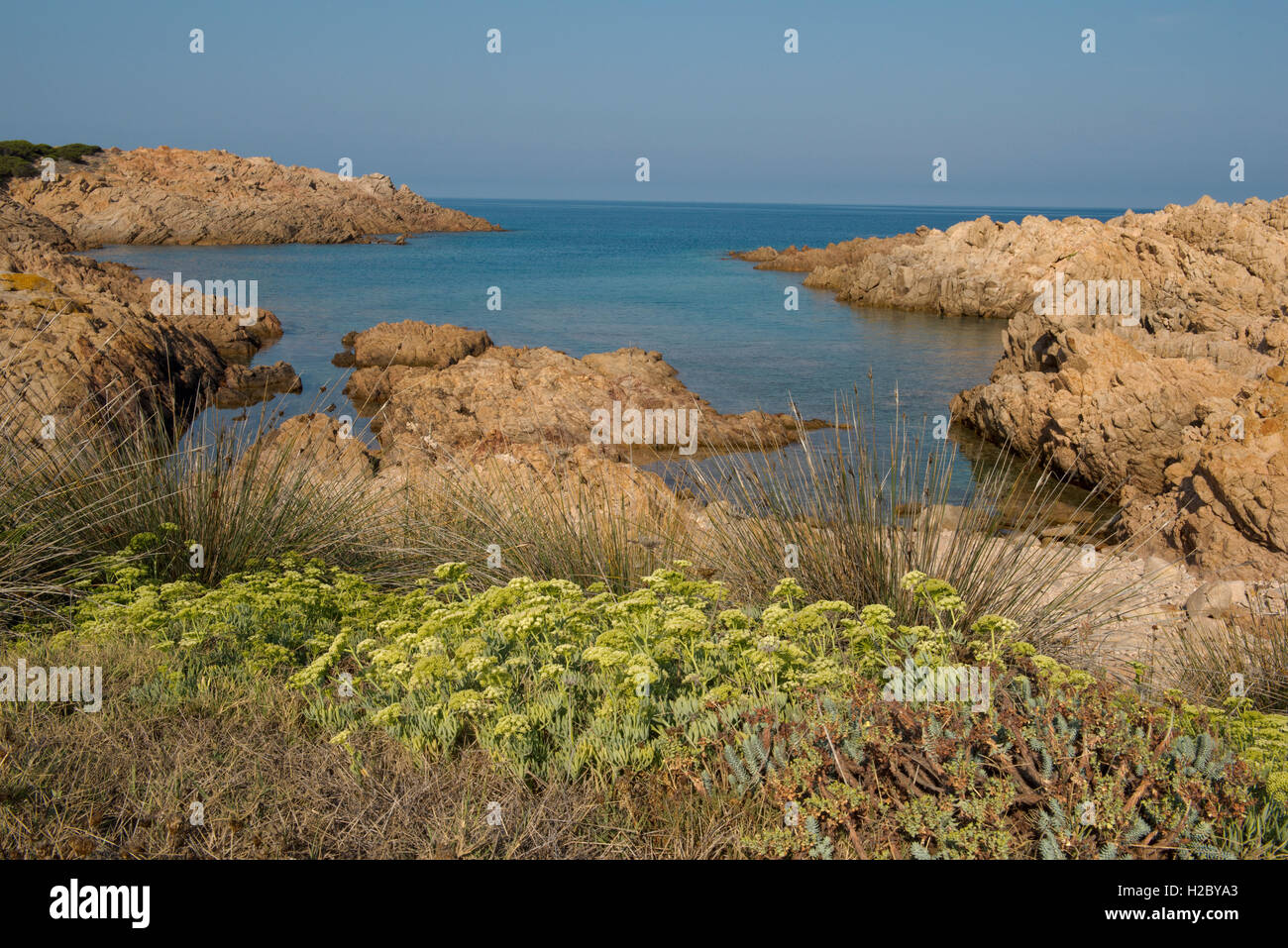 Red granite rugged coastline with rock samphire, Crithmum maritimum ...