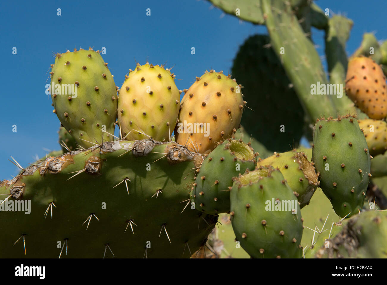 Prickly pear or Barbary fig, Opuntia ficus-indica, with fruit in ...