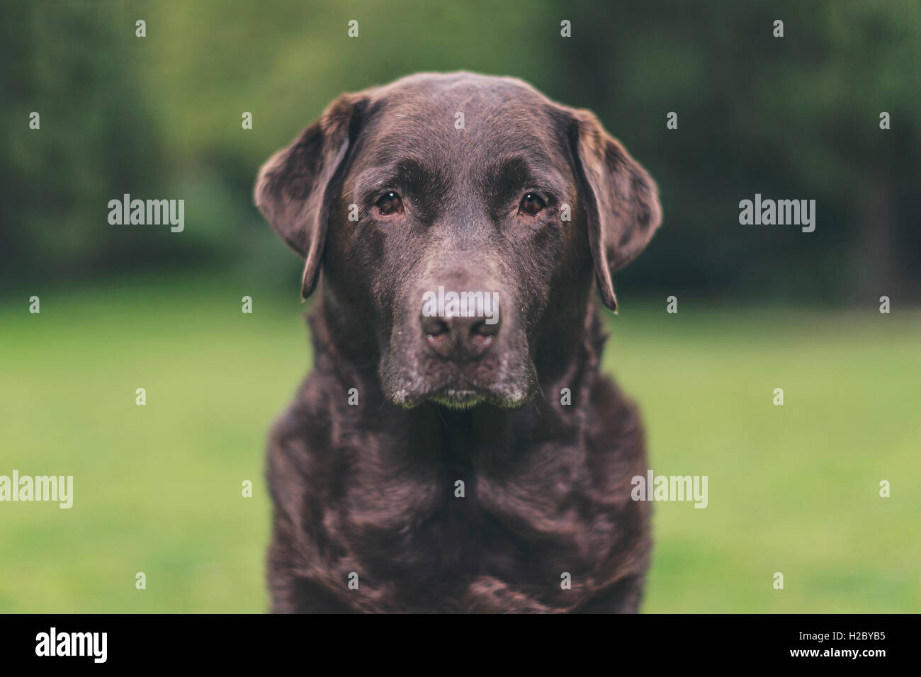 Portrait of Senior Chocolate Labrador in Garden Stock Photo - Alamy