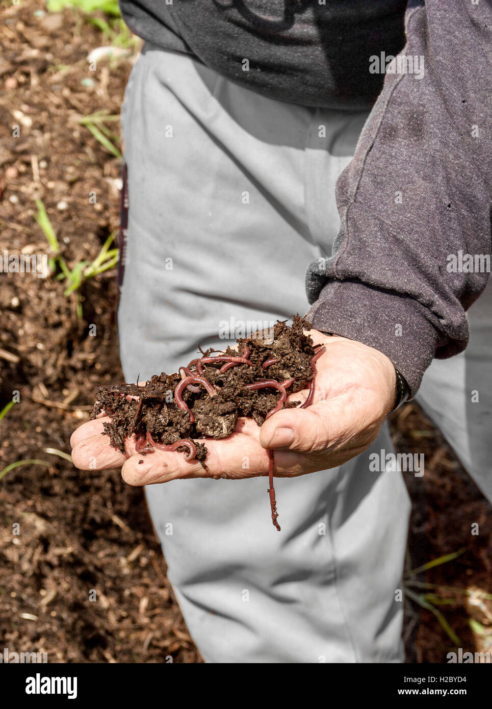 Person showing handful of compost with earthworms Stock Photo - Alamy