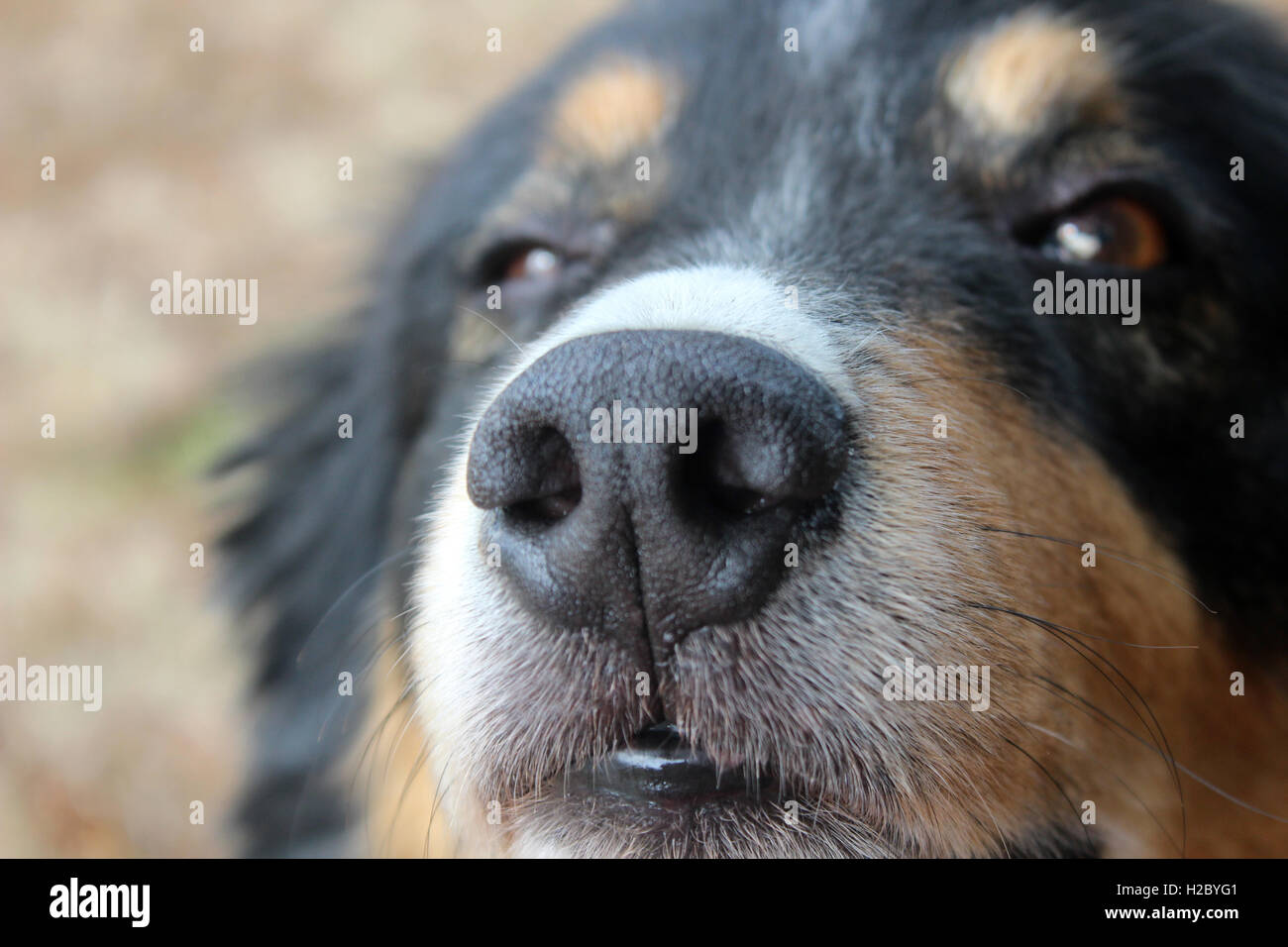 Close up dogs nose Stock Photo - Alamy
