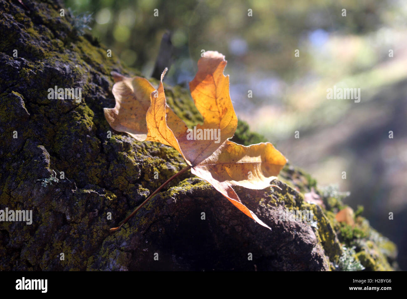 Leaf on tree Stock Photo - Alamy