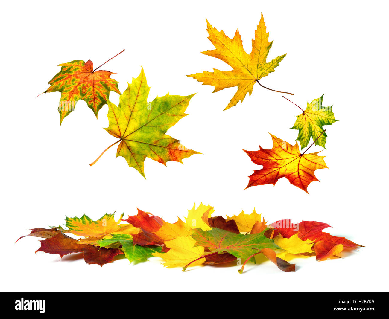 Autumn leaves cut out hi-res stock photography and images - Alamy
