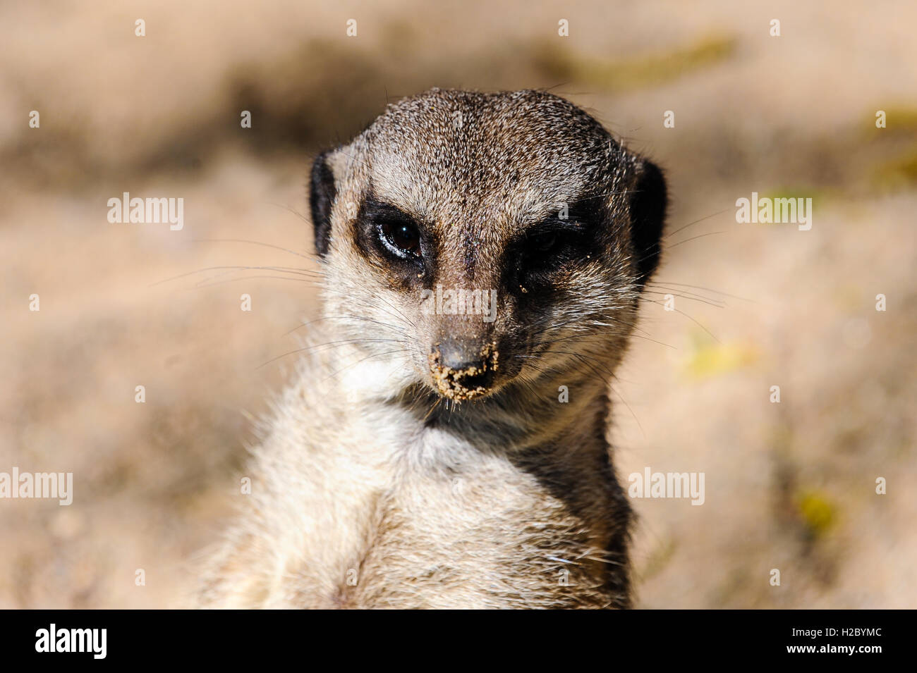 Sweden, Stockholm, Skansen zoo. Meerkat Stock Photo - Alamy
