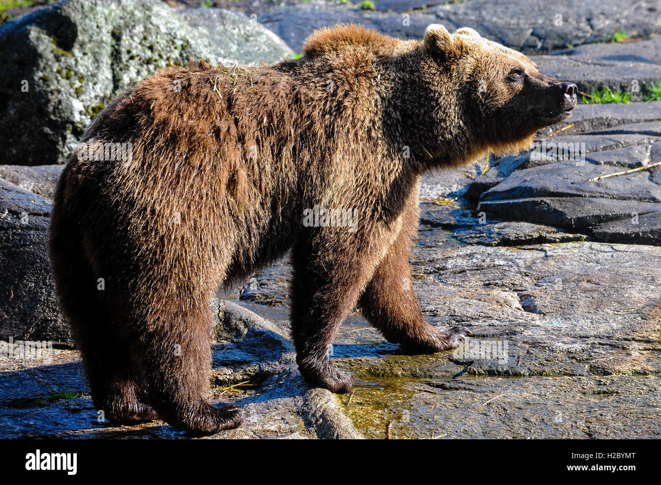 Sweden, Stockholm, Skansen zoo. Brown bear Stock Photo - Alamy