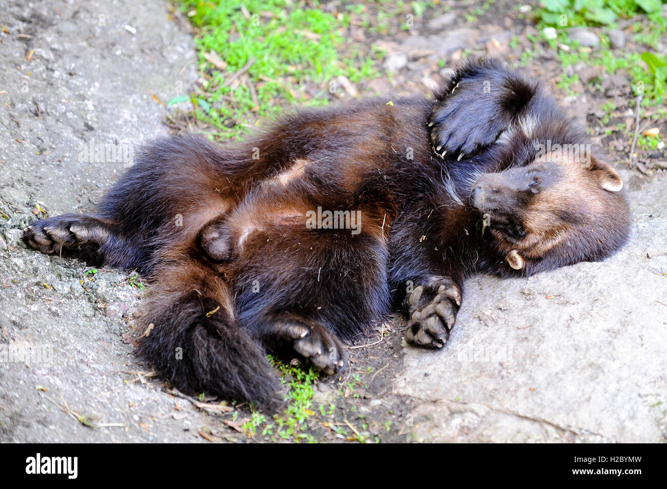 Sweden, Stockholm, Skansen zoo. Wolverine Stock Photo - Alamy