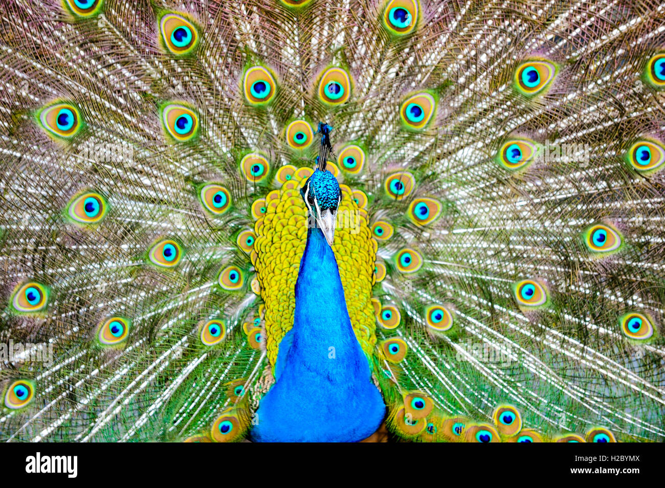 Sweden, Stockholm, Skansen zoo. Peacock Stock Photo - Alamy