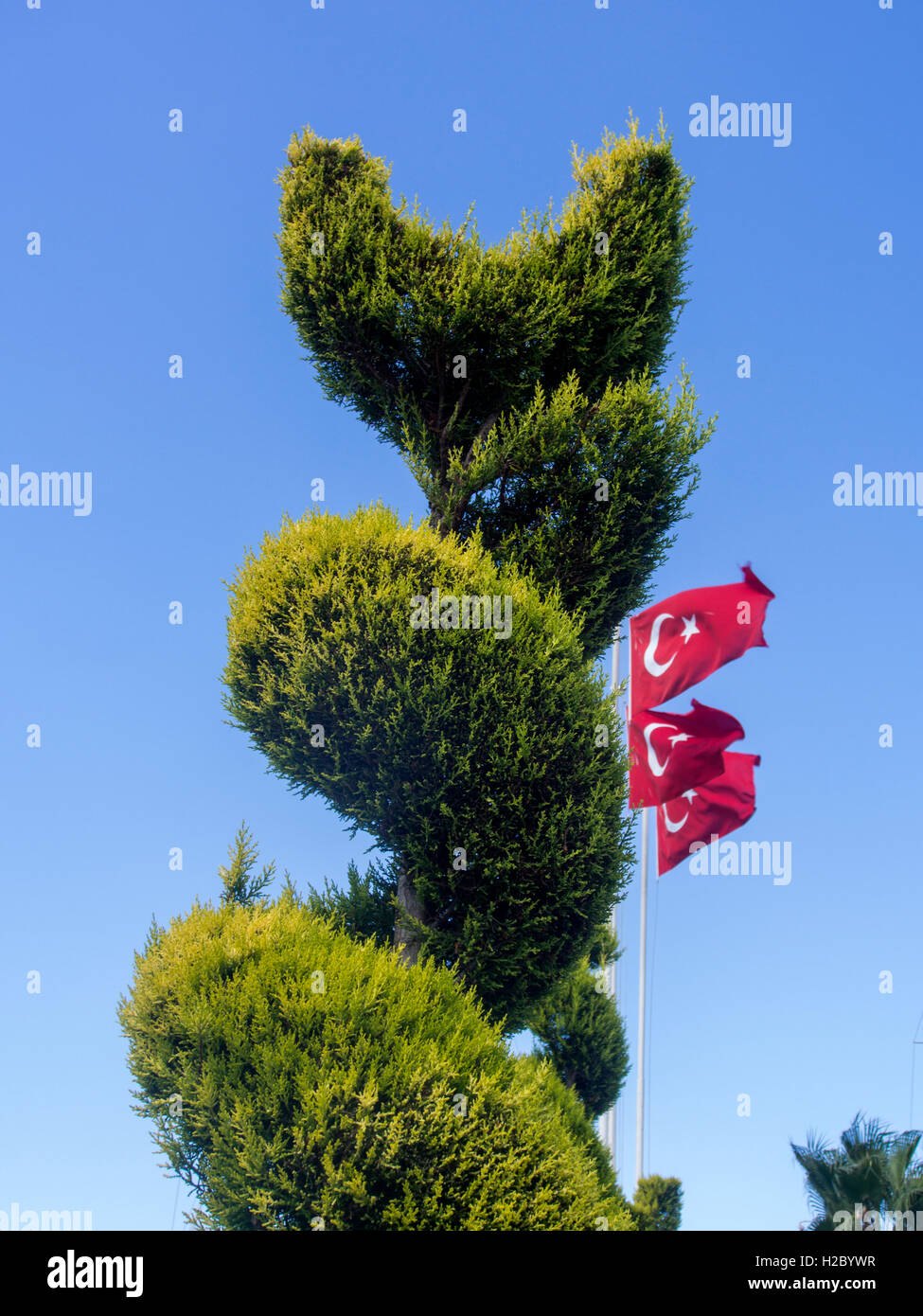 Turkish flags and a tree against blue sky Stock Photo - Alamy