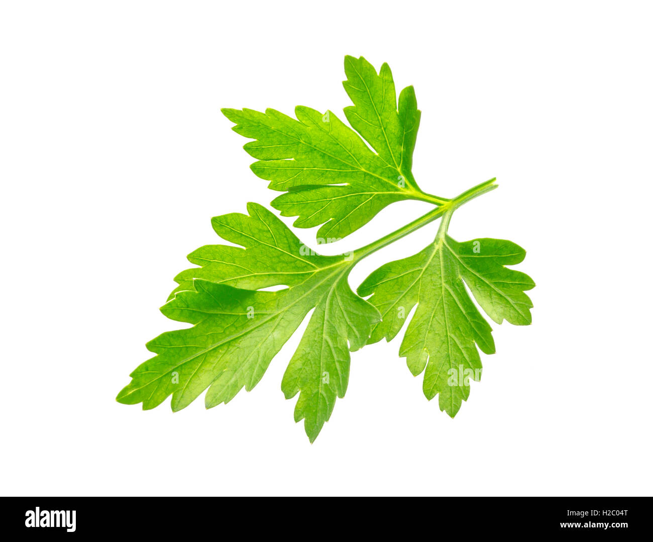 Parsley. One leaf isolated on white background Stock Photo - Alamy