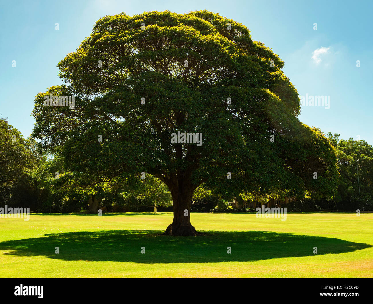 Big shade tree hi-res stock photography and images - Alamy