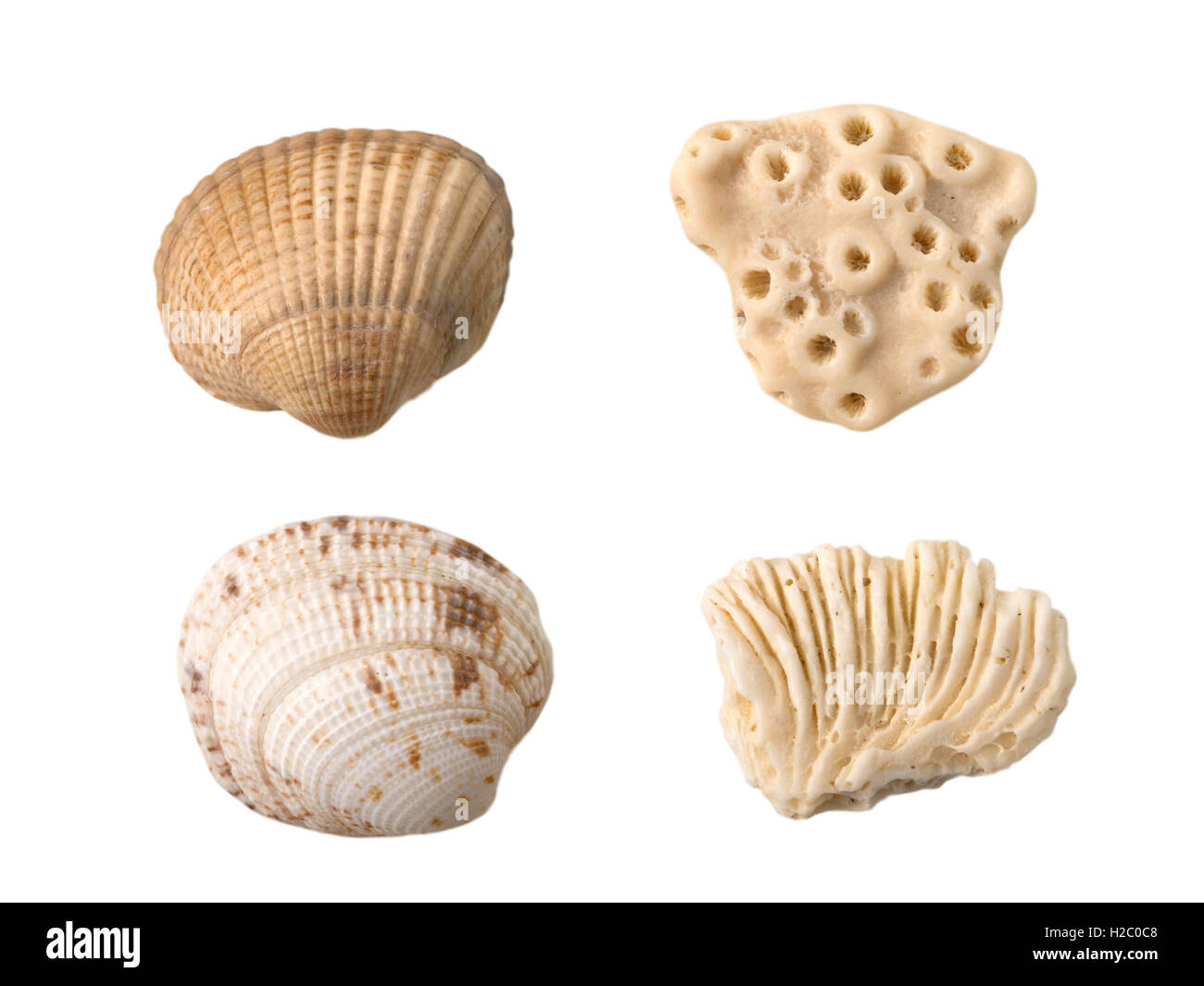 Bivalve coral hi-res stock photography and images - Alamy