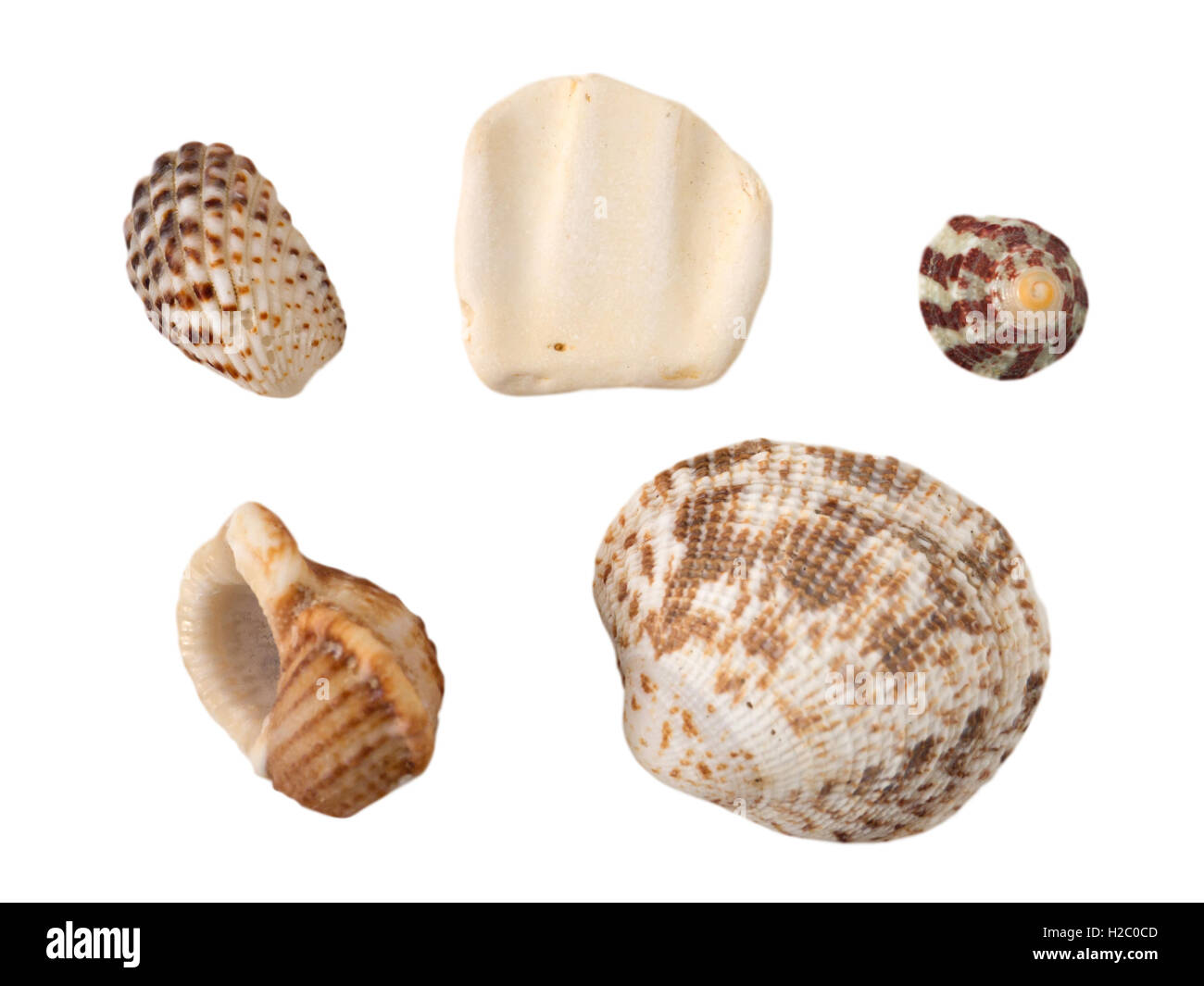 Seashells isolated on the white background Stock Photo - Alamy