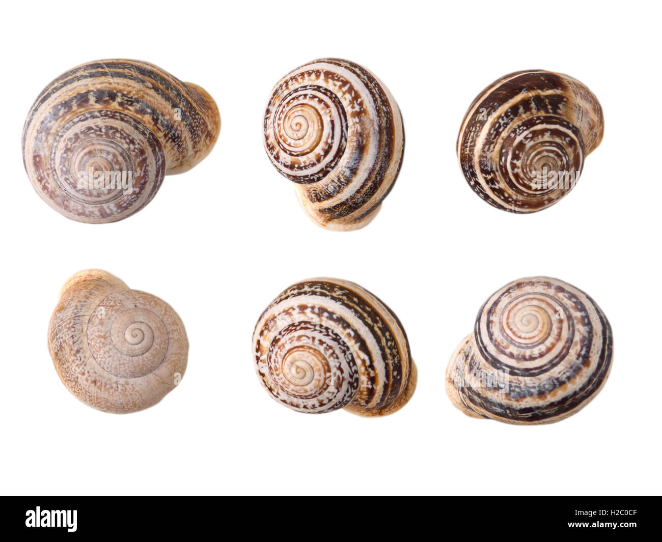 Snails isolated on the white background Stock Photo - Alamy