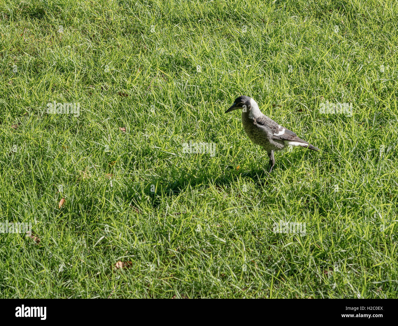 Solo bird hi-res stock photography and images - Alamy