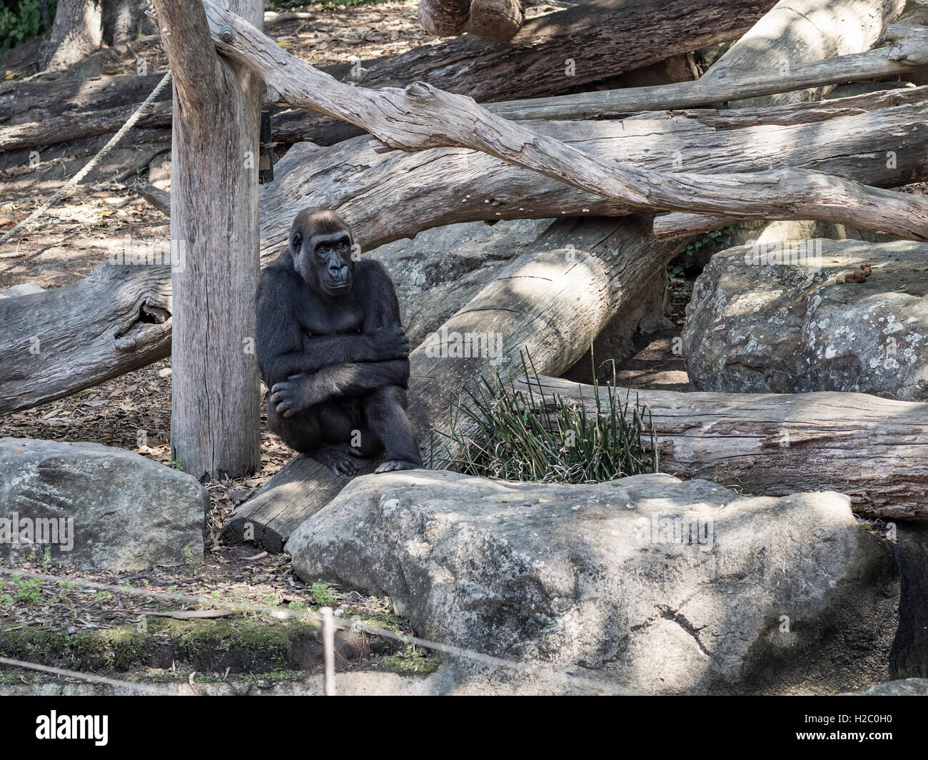 Alone monkey hi-res stock photography and images - Alamy