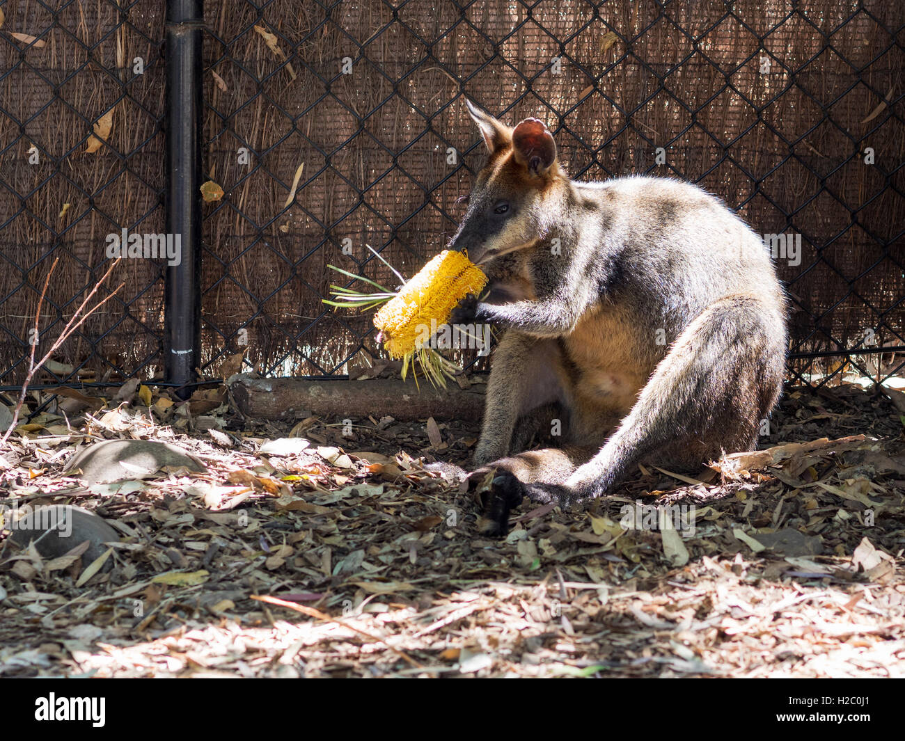 Wallaby eating hi-res stock photography and images - Alamy