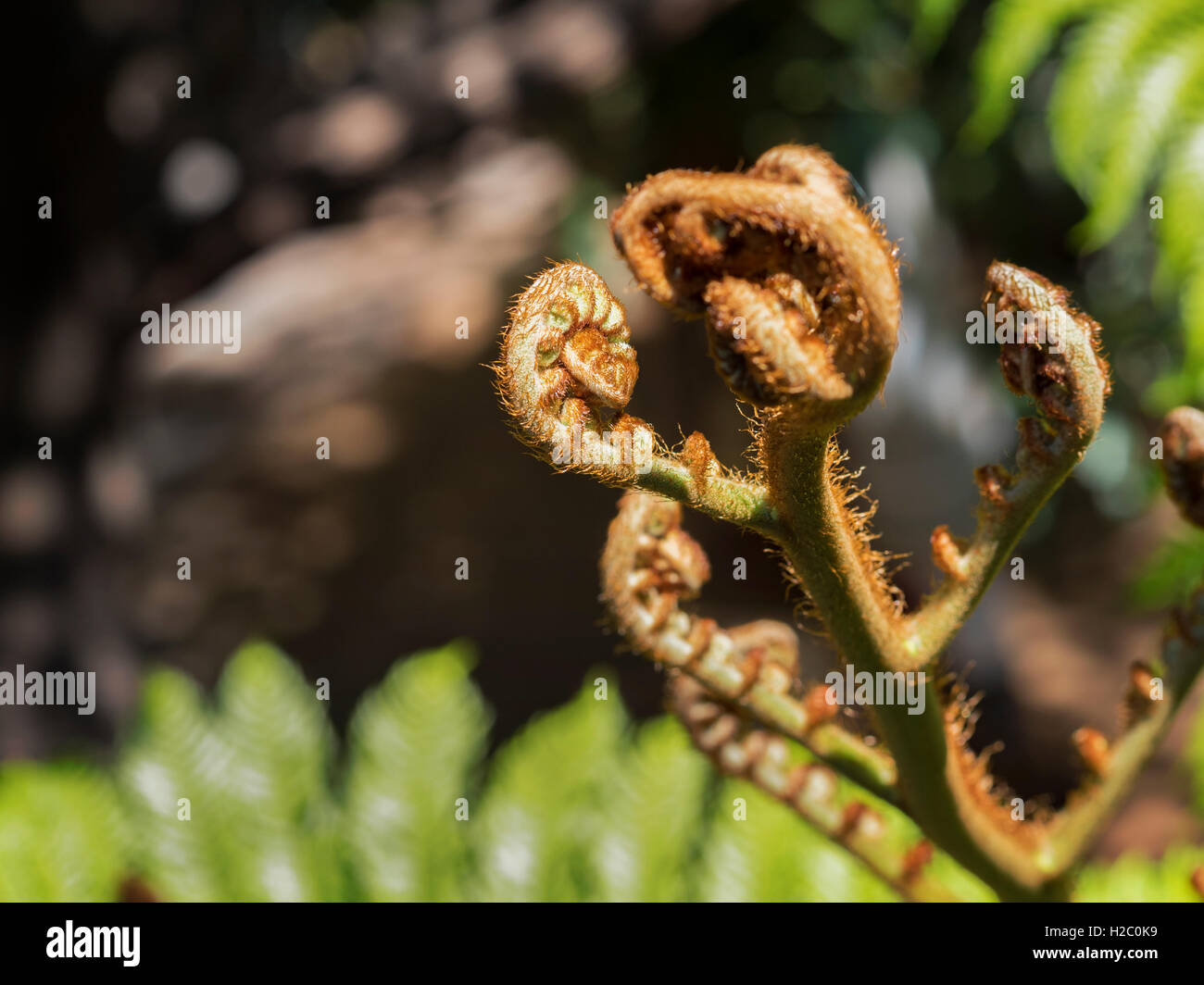 Plant curl hi-res stock photography and images - Alamy