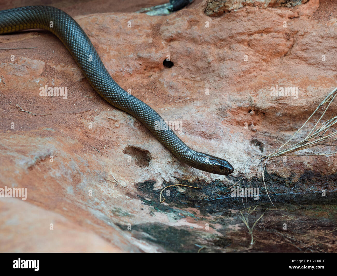 Animals that slither hi-res stock photography and images - Alamy