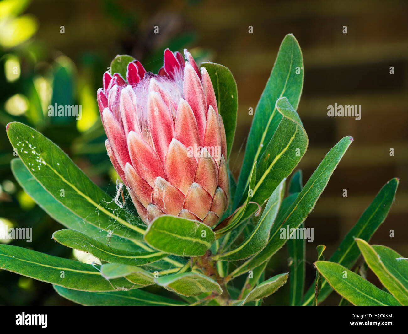 Toronga zoo hi-res stock photography and images - Alamy