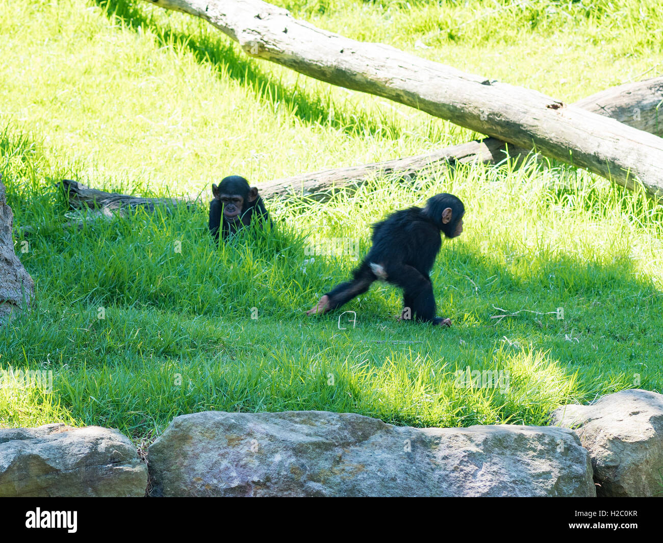 Monkey chimp chimpanzee hi-res stock photography and images - Alamy