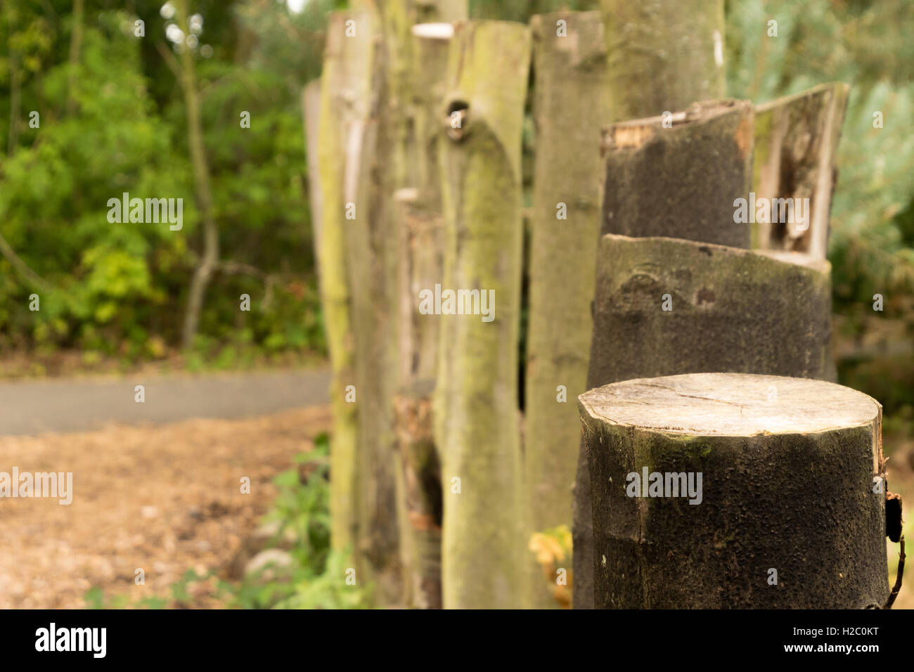 log barrier in woodland at WWT Washington Stock Photo - Alamy