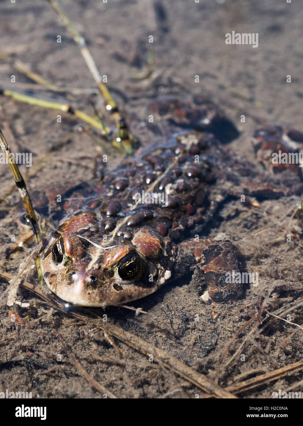 Canadian tree frog hi-res stock photography and images - Alamy