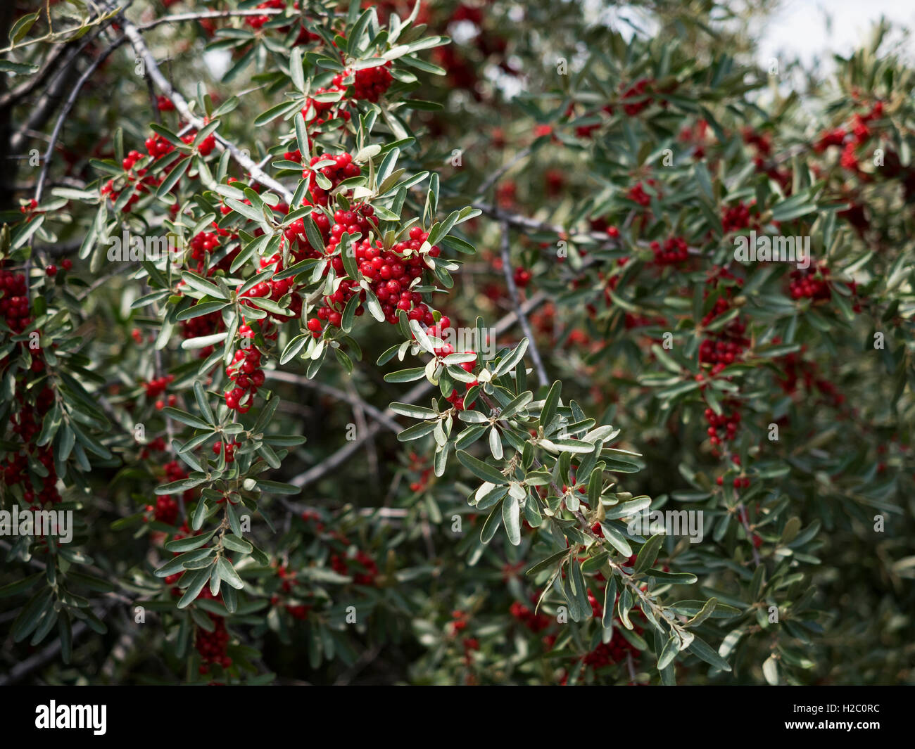 Buffalo alberta hi-res stock photography and images - Alamy