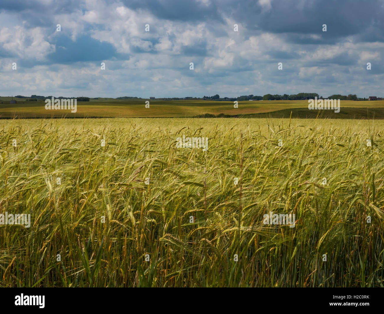 Prairie wheat hi-res stock photography and images - Alamy